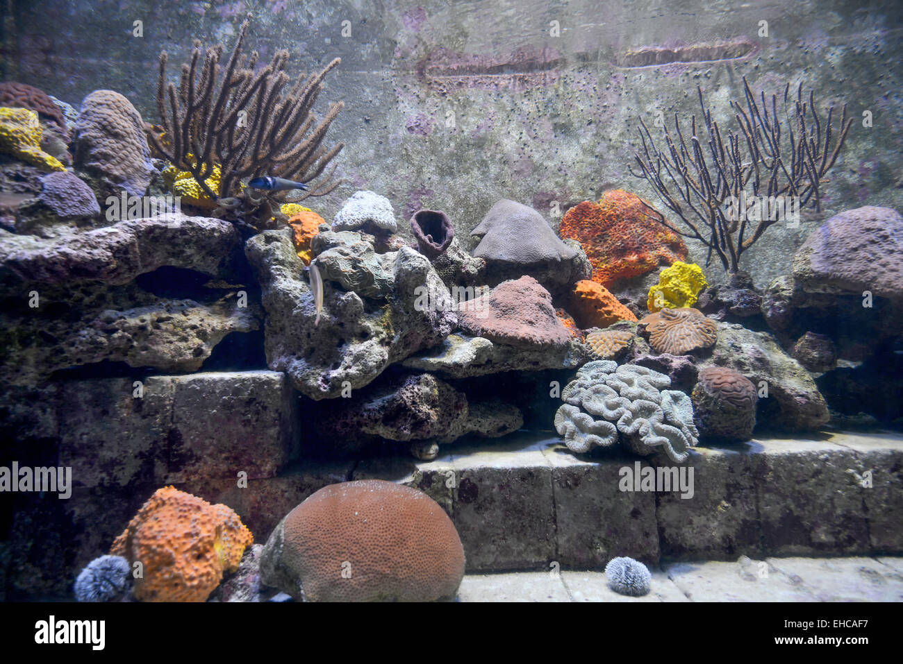 The underwater scene hi-res stock photography and images - Alamy