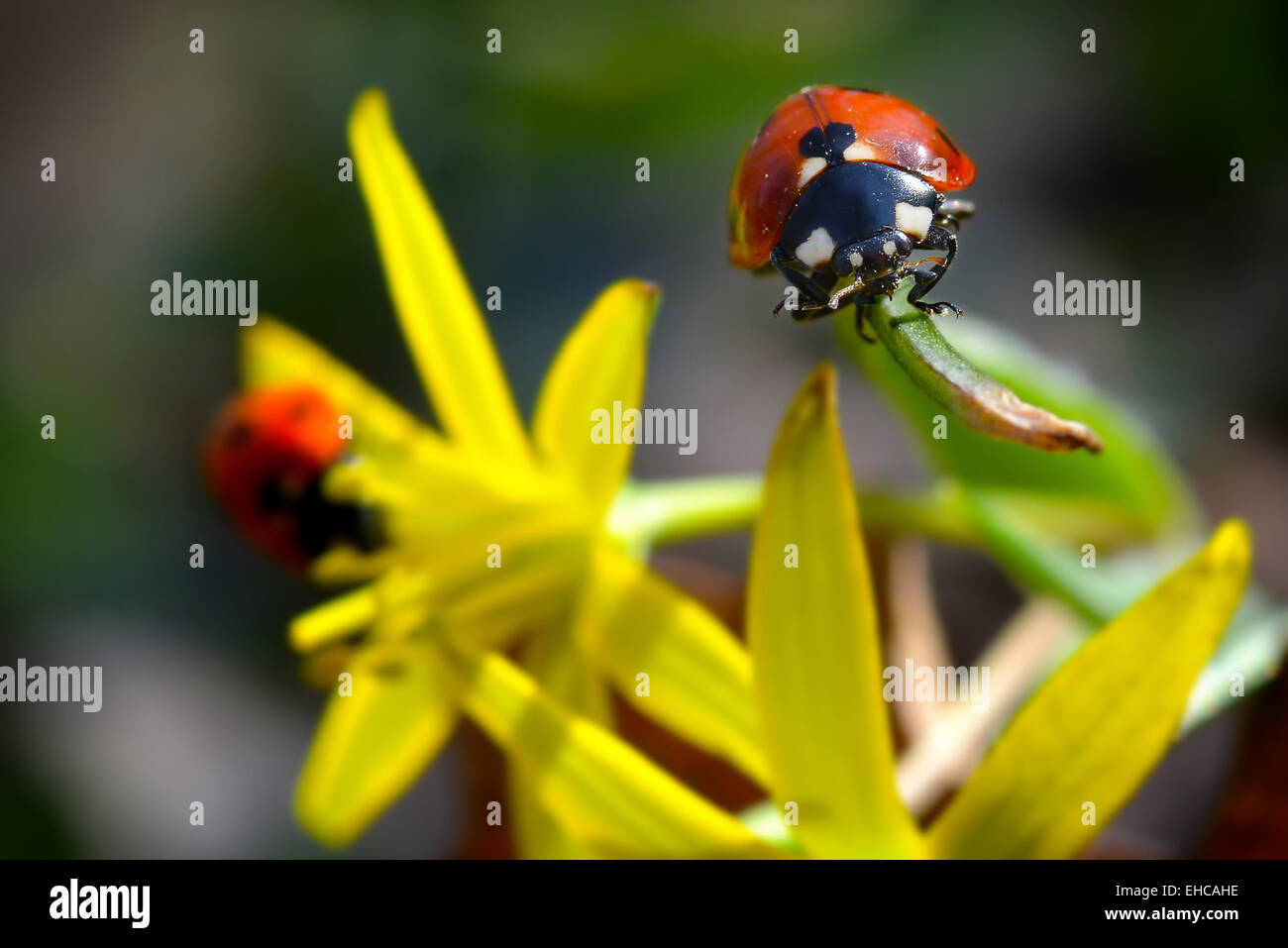 Red ladybug hi-res stock photography and images - Alamy
