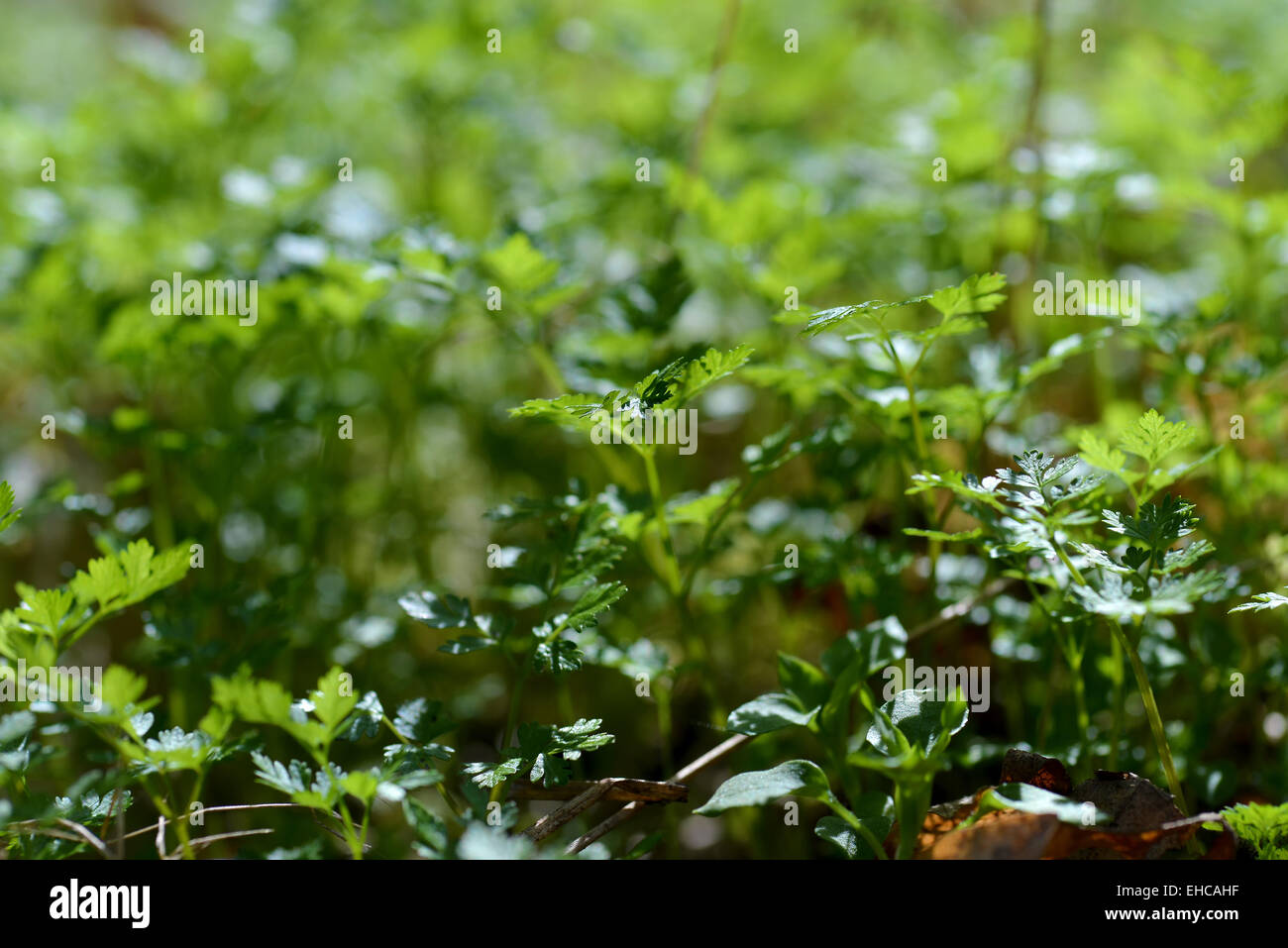 Green day in hi-res stock photography and images - Alamy