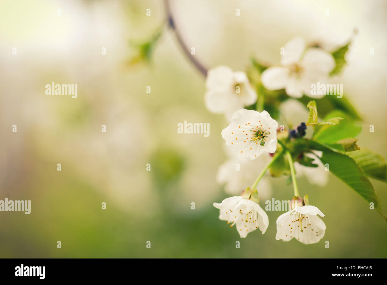 Beautiful spring day in cherry hi-res stock photography and images - Alamy