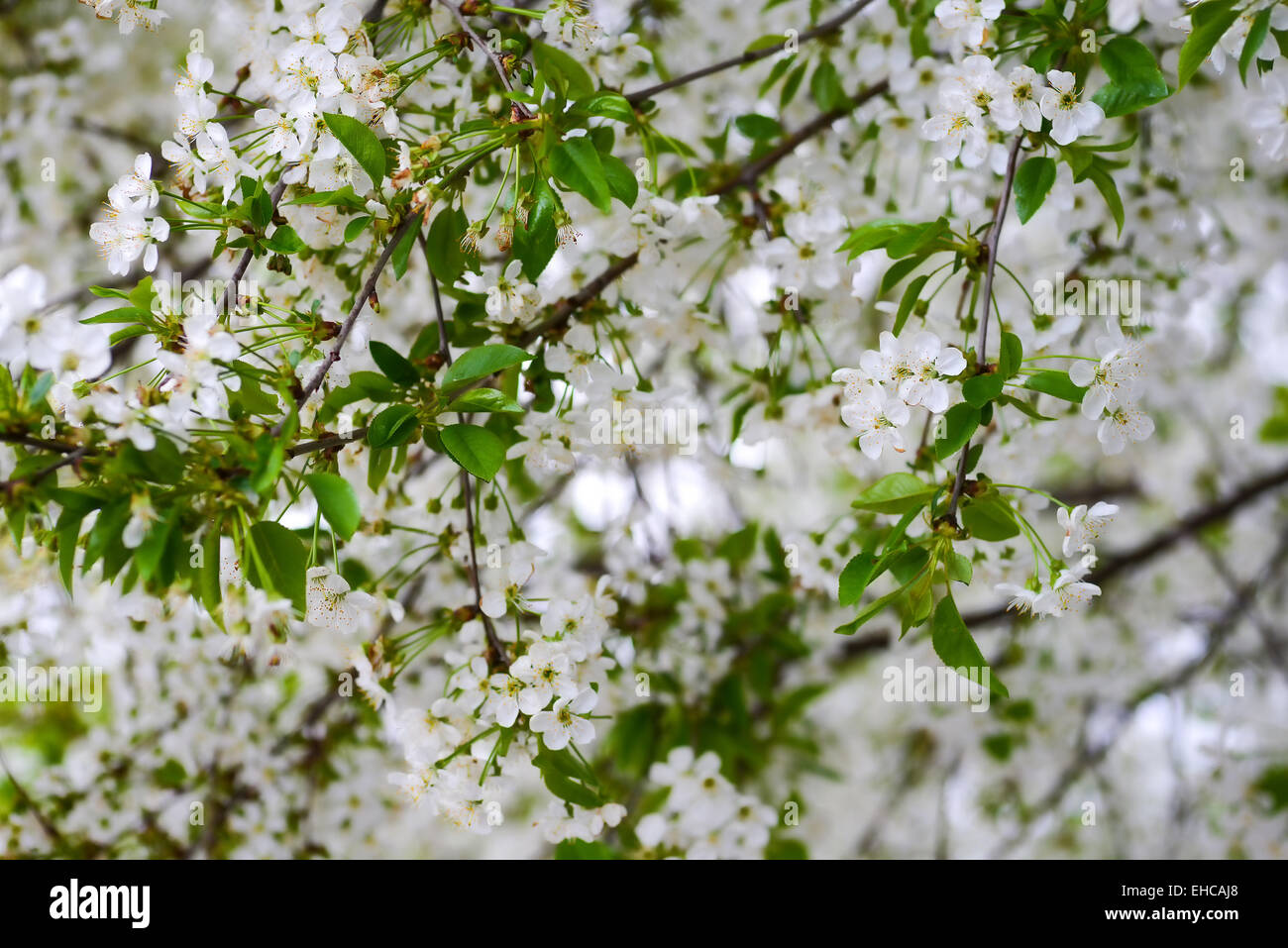 Beautiful spring day in cherry hi-res stock photography and images - Alamy