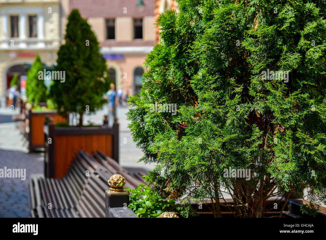 Potted trees hi-res stock photography and images - Alamy