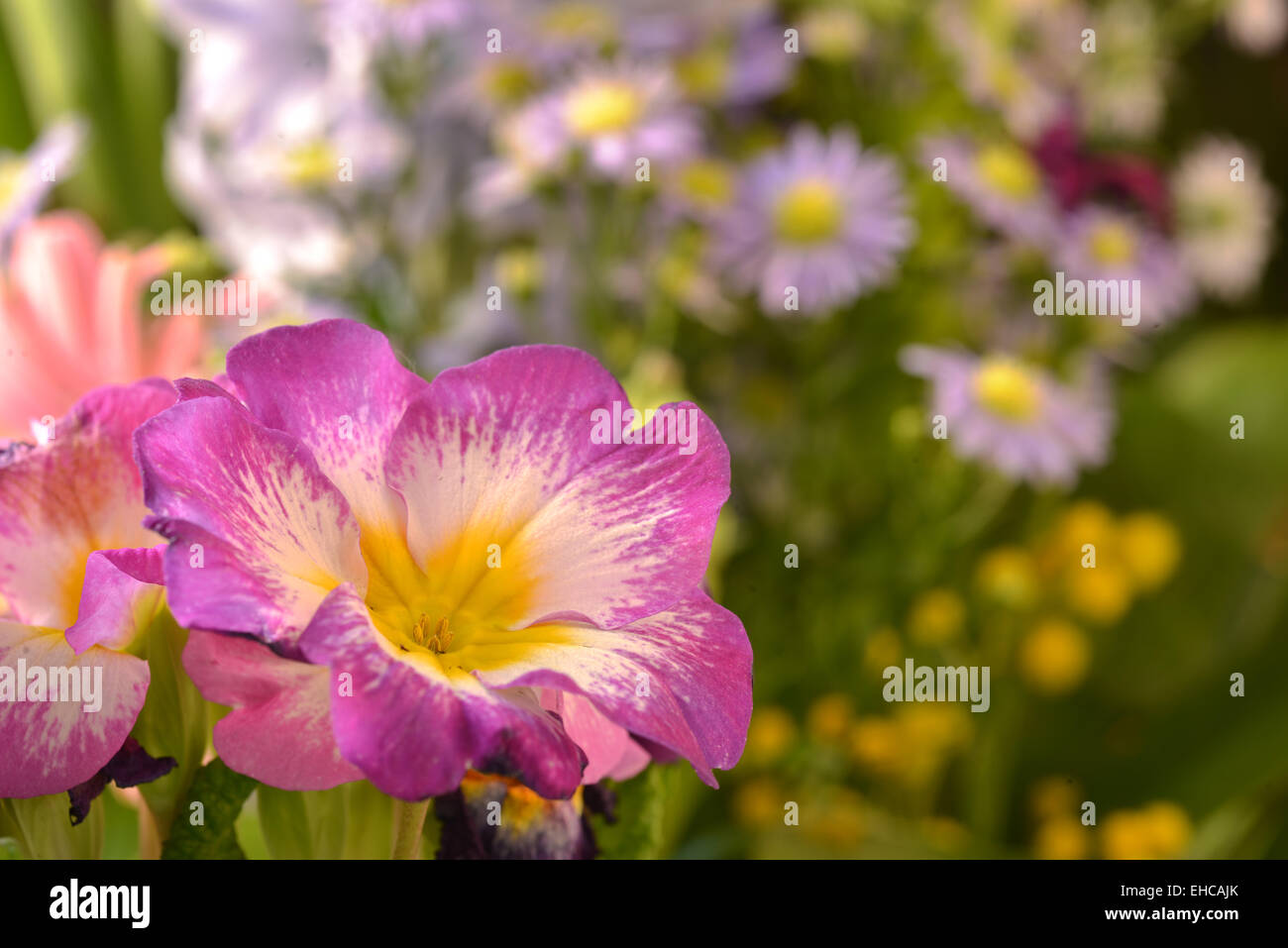 Colorfull wild flowers Stock Photo - Alamy