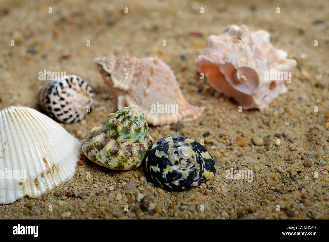 Shells on sand background Stock Photo - Alamy