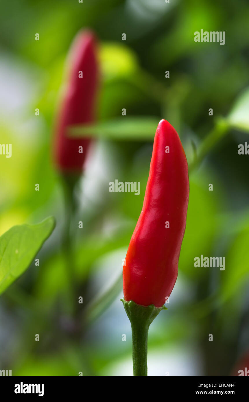 Bird's eye chili red fruit - Capsicum frutescens Stock Photo - Alamy