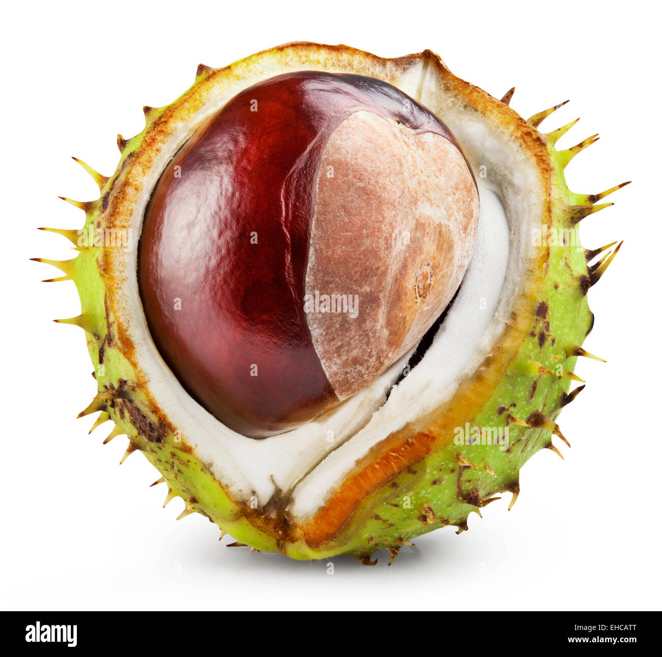 chestnut with crust on a white background. Clipping Path Stock Photo ...