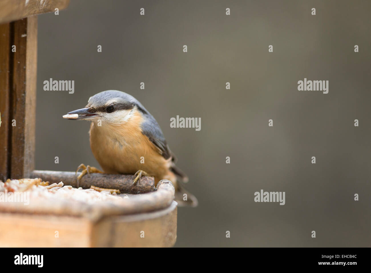 nuthatch with food in bill isolated on bird feeder Stock Photo - Alamy