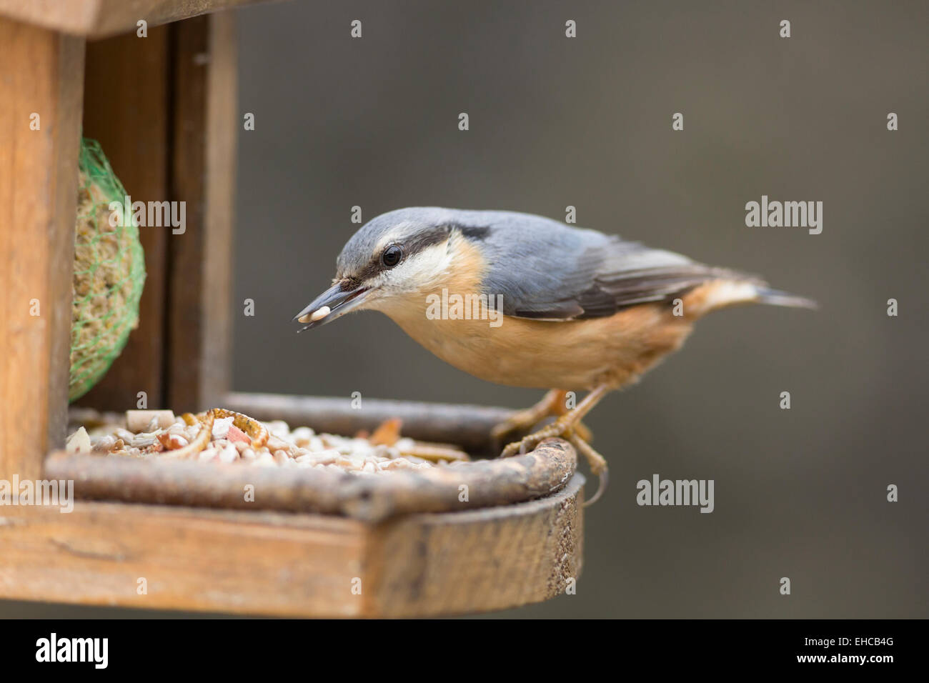 nuthatch with food in bill isolated on bird feeder Stock Photo - Alamy