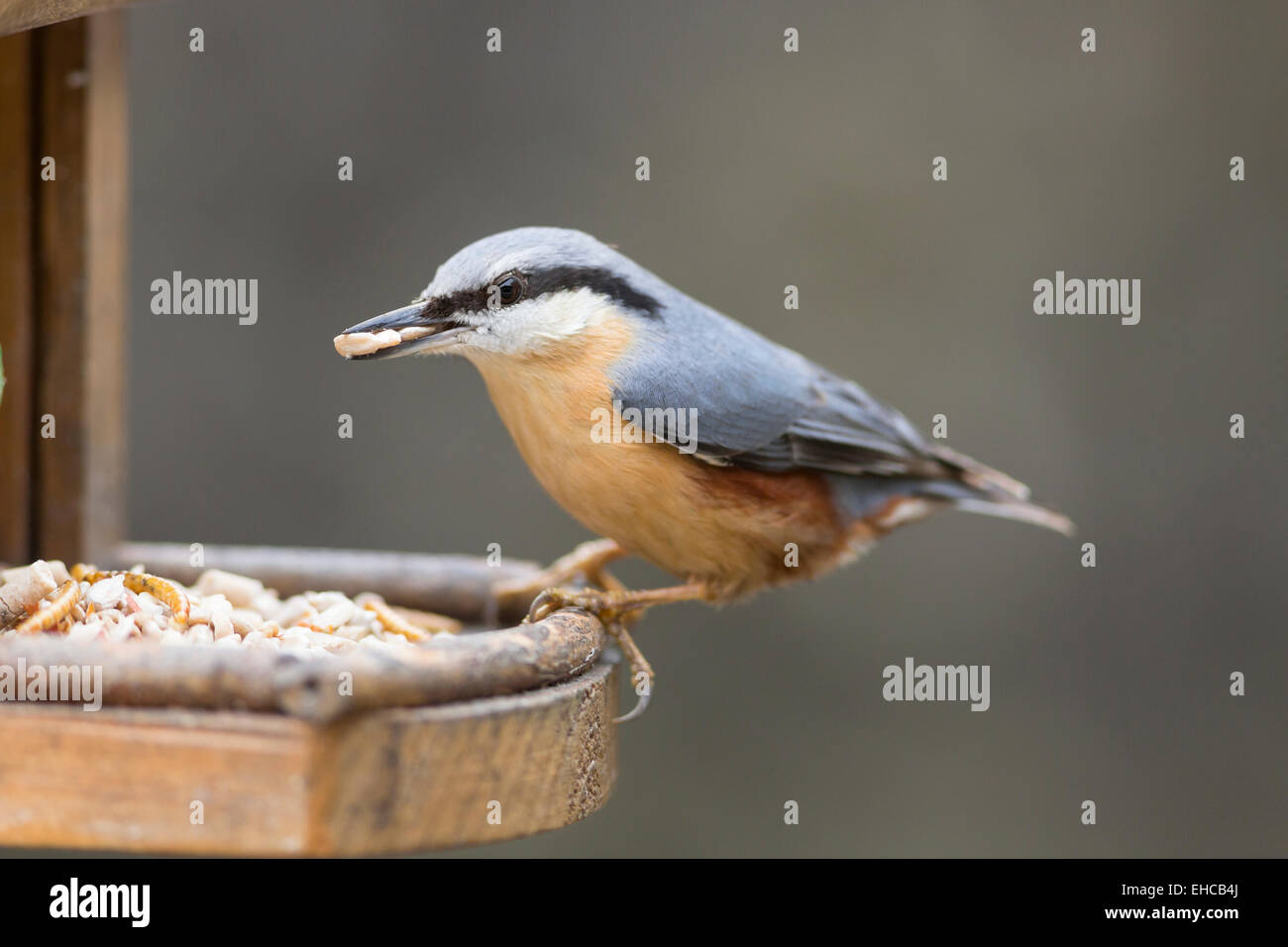 nuthatch with food in bill isolated on bird feeder Stock Photo - Alamy