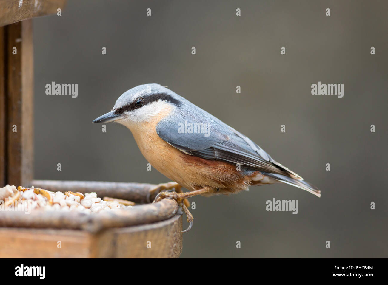 nuthatch isolated on bird feeder Stock Photo - Alamy