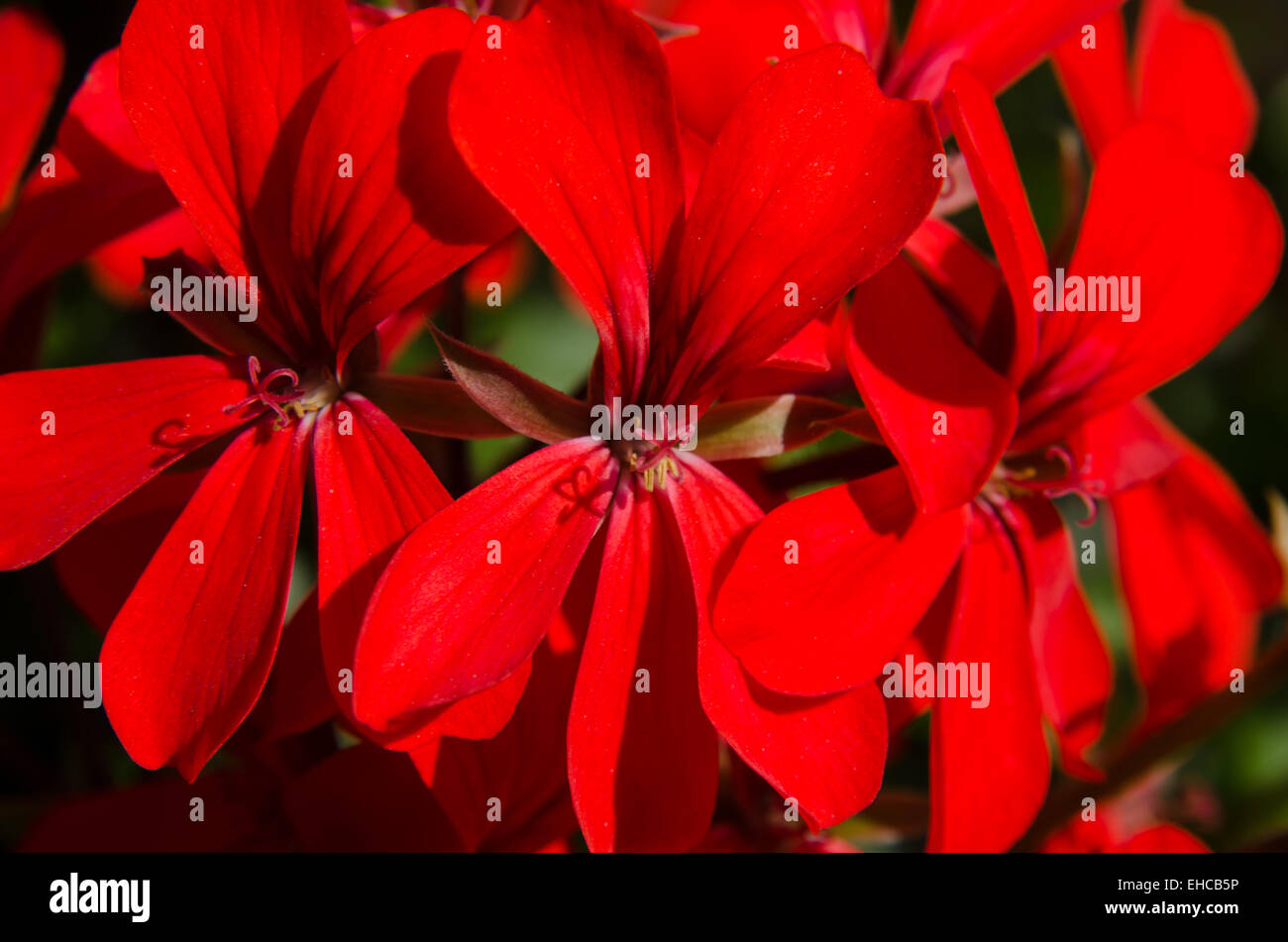 Red flowers line the moat next to the Parliament building in the Hague ...