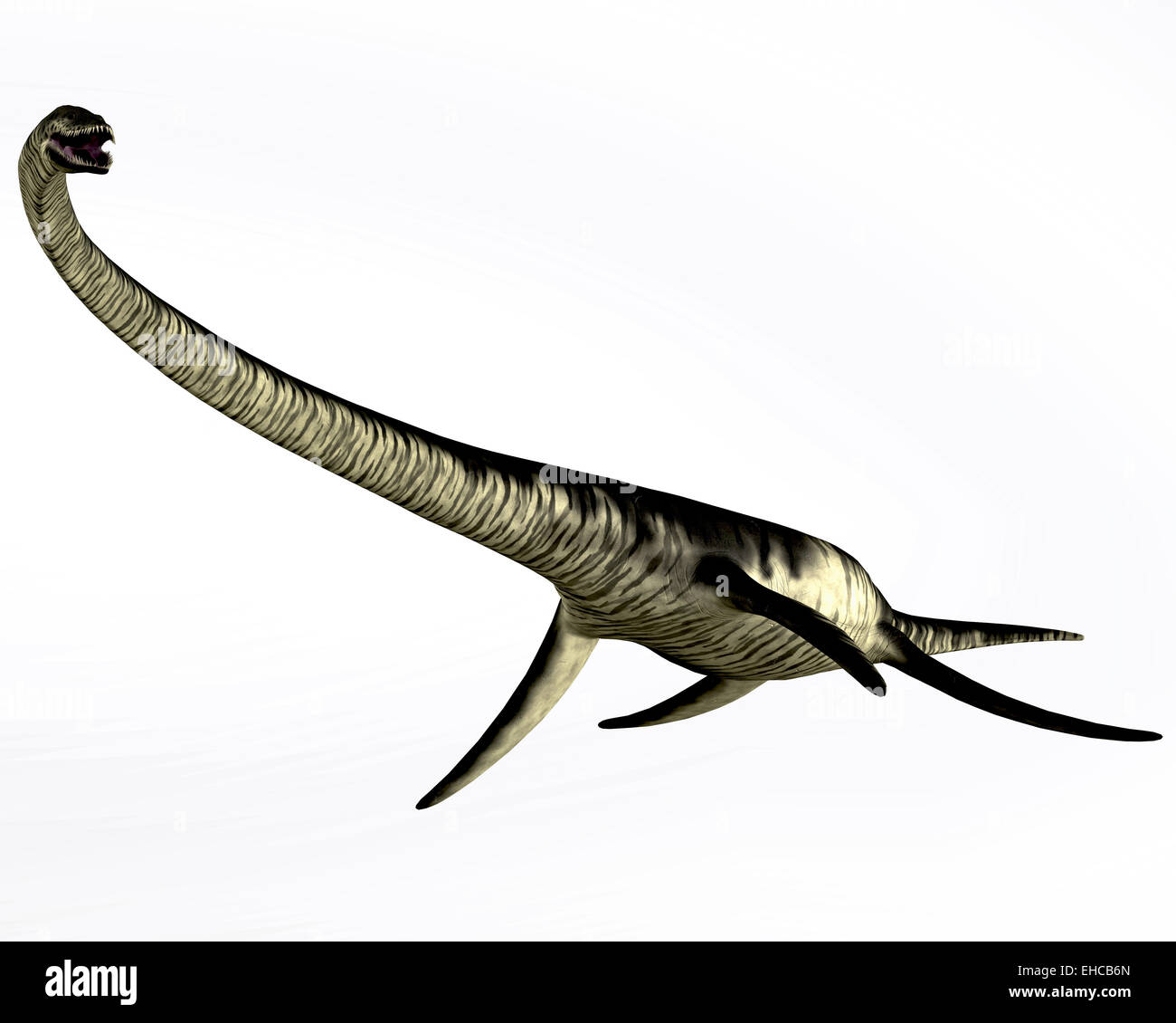 Elasmosaurus platyurus hi-res stock photography and images - Alamy