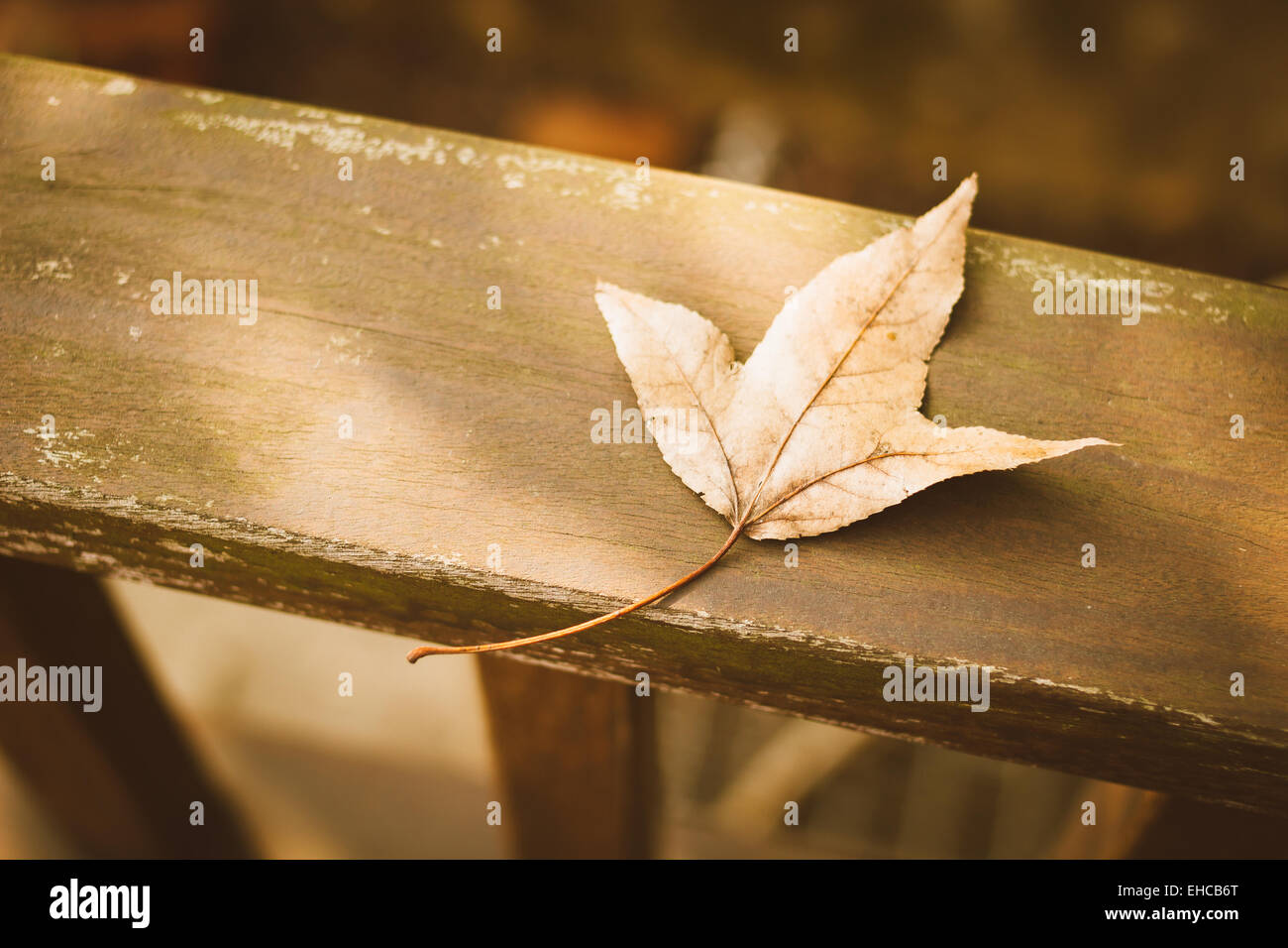 Vintage flora leaves hi-res stock photography and images - Alamy