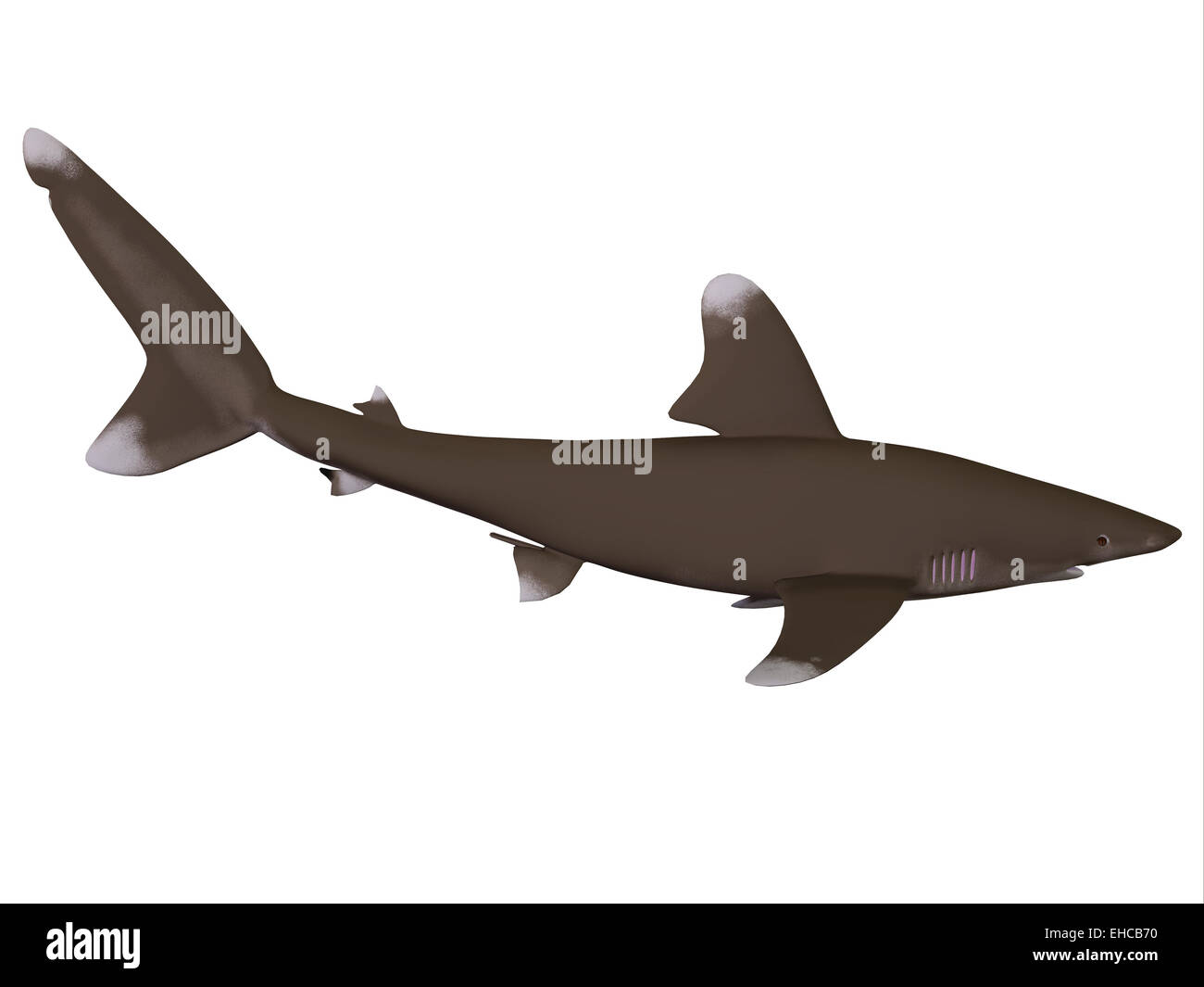 The Oceanic whitetip shark is a large predatory fish with rounded fins ...