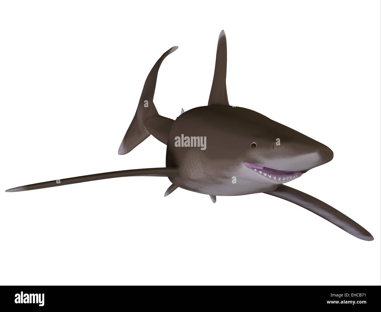 The Oceanic whitetip shark is a large predatory fish with rounded fins ...