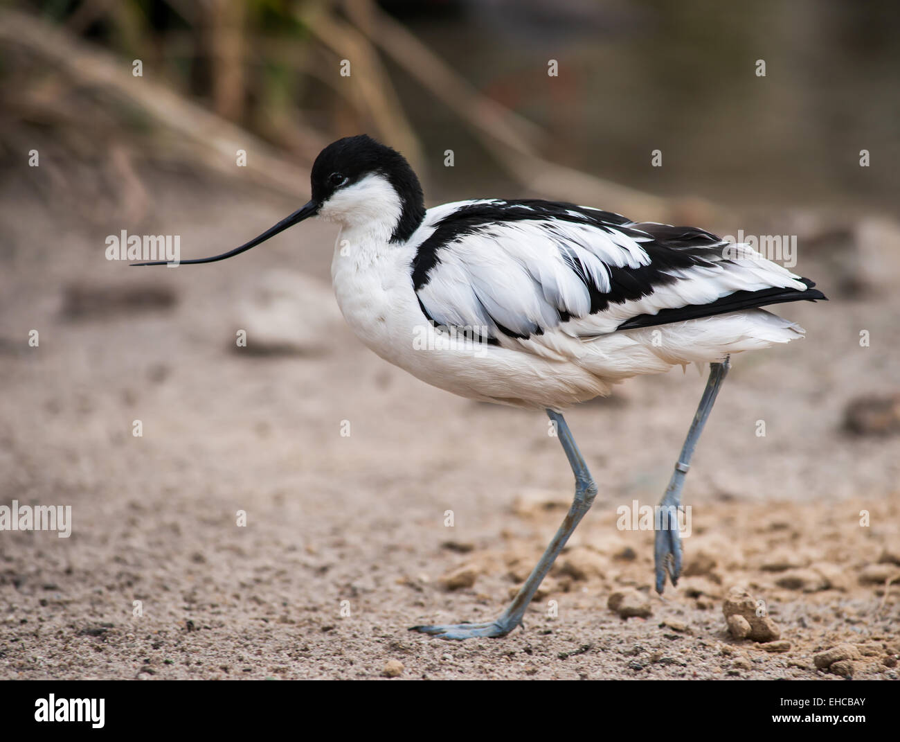 Wader: black and white Pied avocet on the beach Stock Photo - Alamy