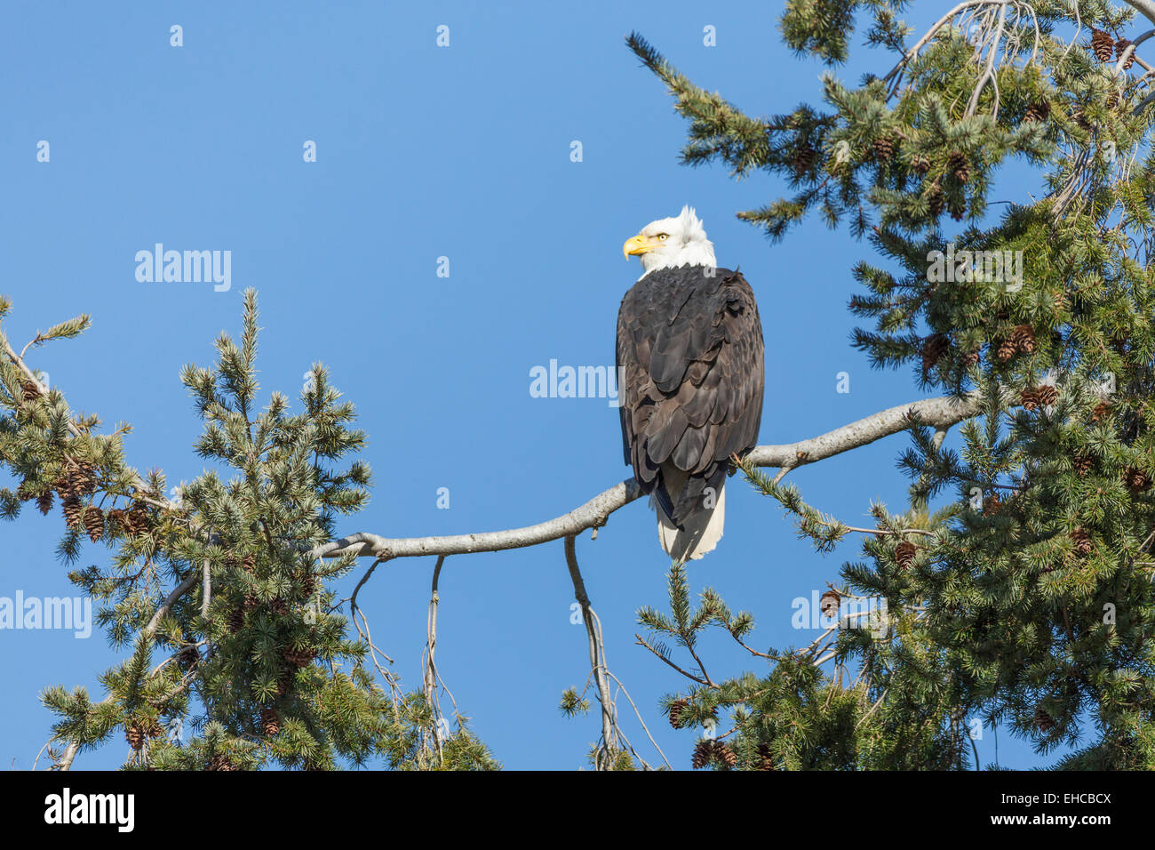 Adult American Bald Eagle perched on the limb of an evergreen tree ...