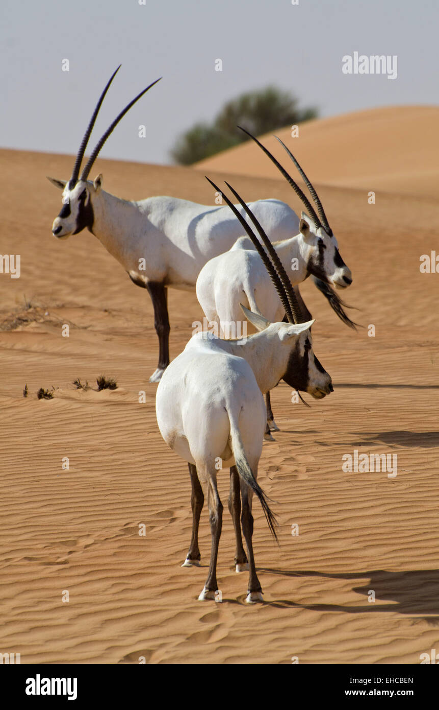 Arabian oryx dubai hi-res stock photography and images - Alamy