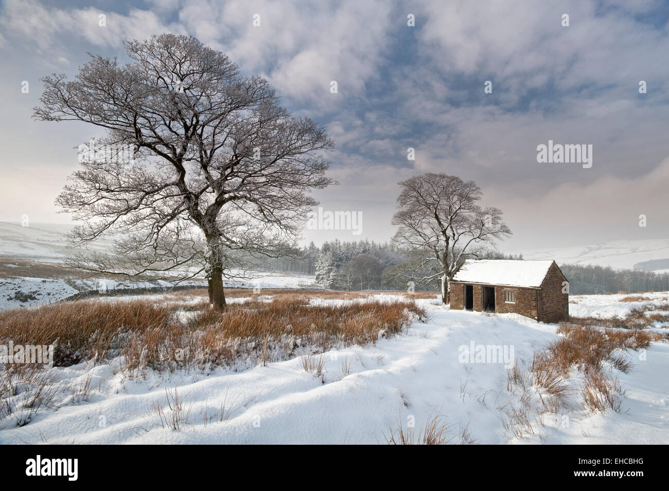 Old Barn in Winter, Near Wildboarclough, Peak District National Park ...