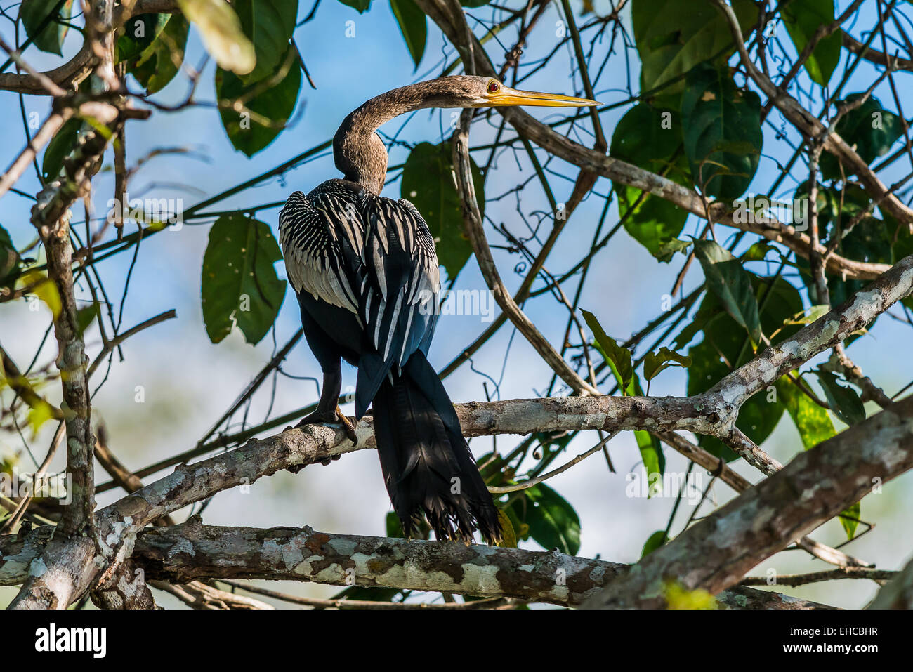 Amazonia forest hi-res stock photography and images - Alamy