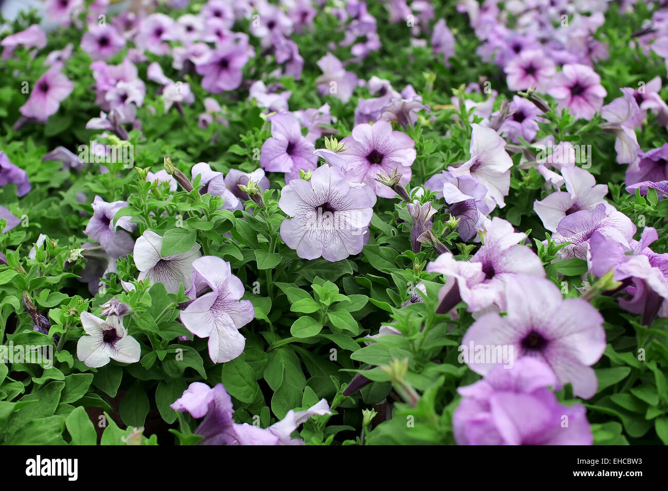 colorful of petunia flower in the garden Stock Photo - Alamy