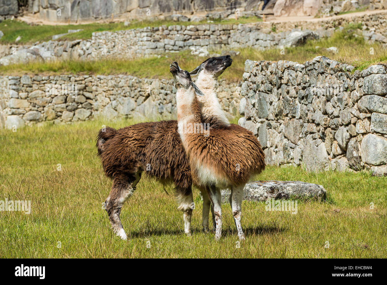Llamas at Machu Picchu, Incas ruins in the peruvian Andes at Cuzco Peru ...