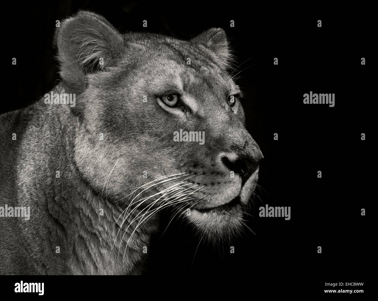 beautiful lions from africa Stock Photo - Alamy