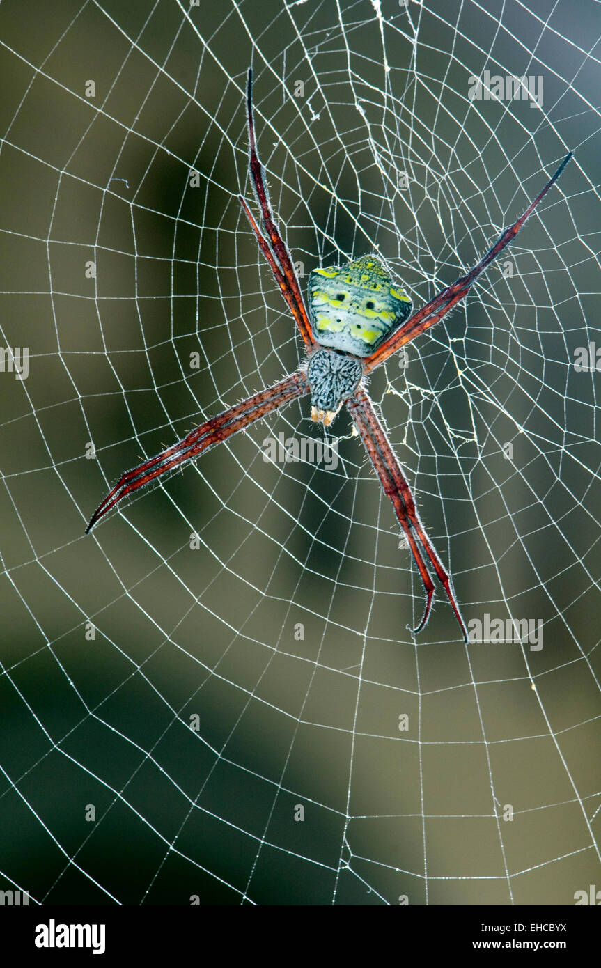 Spider web trap hi-res stock photography and images - Alamy