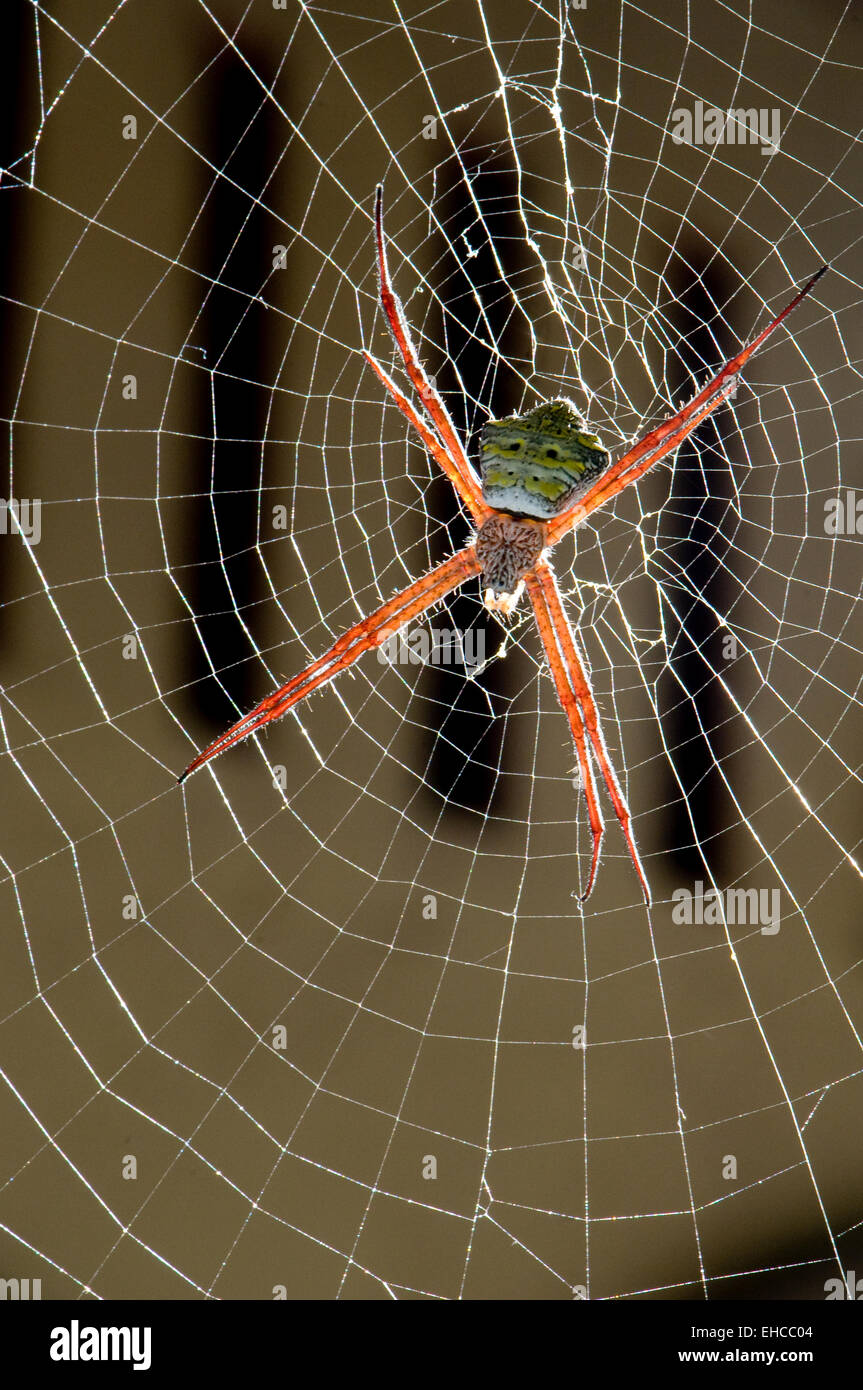 Big insect spider web hi-res stock photography and images - Alamy