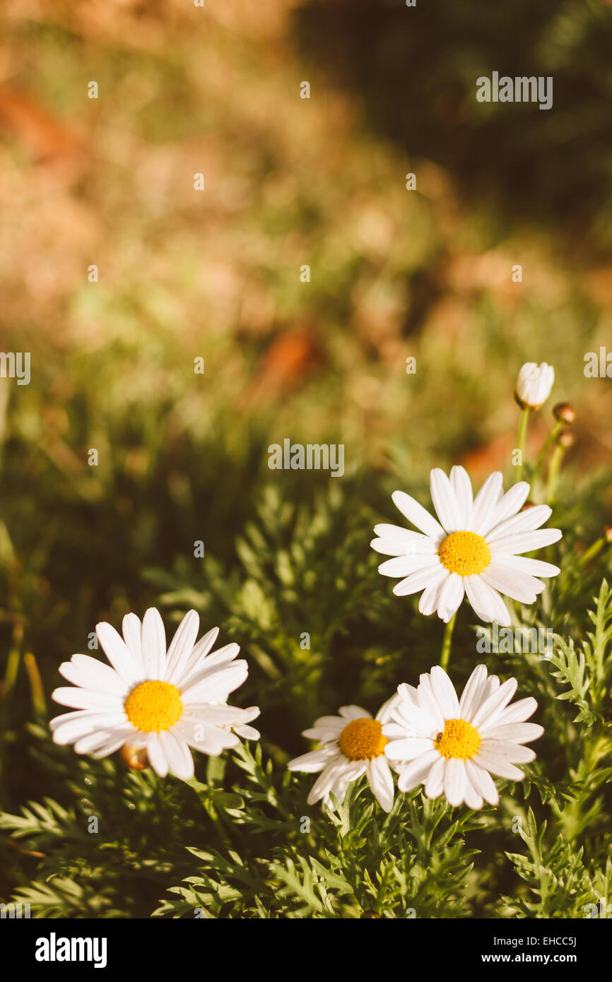 flower meadow vintage retro Stock Photo - Alamy