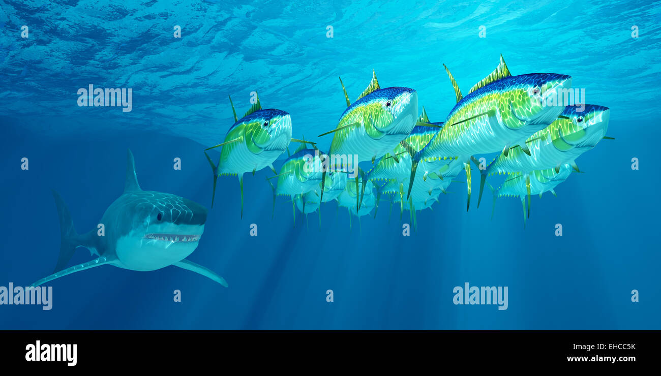 A school of Yellowfin tuna is followed by a Great White shark waiting ...