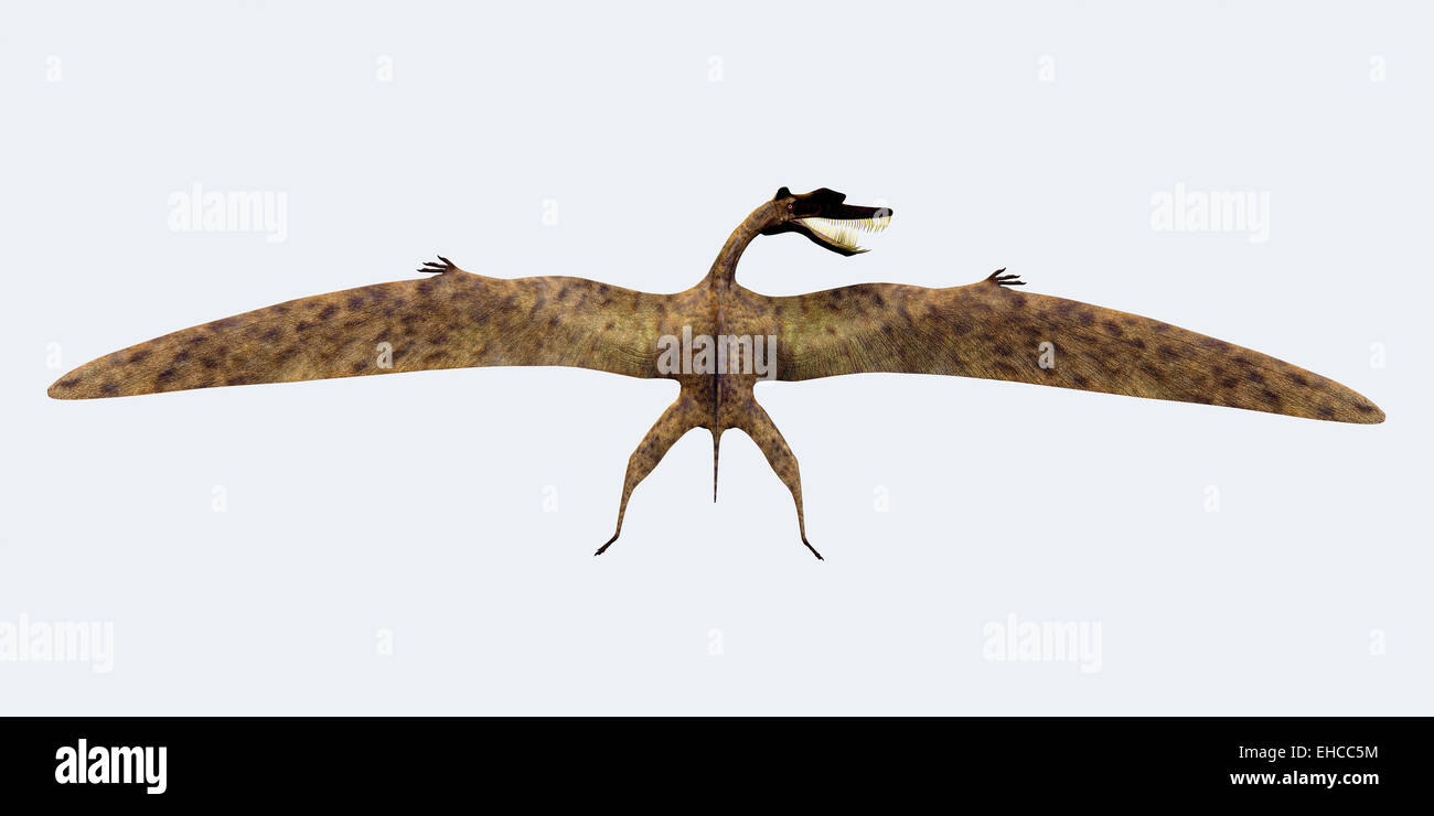 Zhenyuanopterus was a carnivorous pterosaur that lived in the ...
