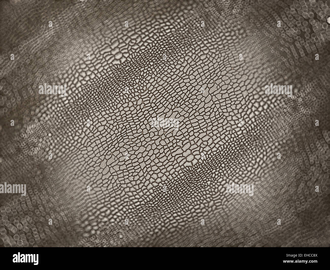 Aligator detail hi-res stock photography and images - Alamy