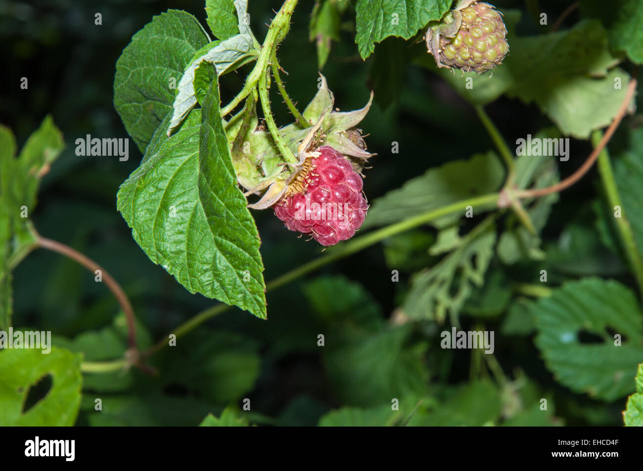 Raspberry or Rubus idaeus shrub; a species of Rosaceae Rubus Stock ...
