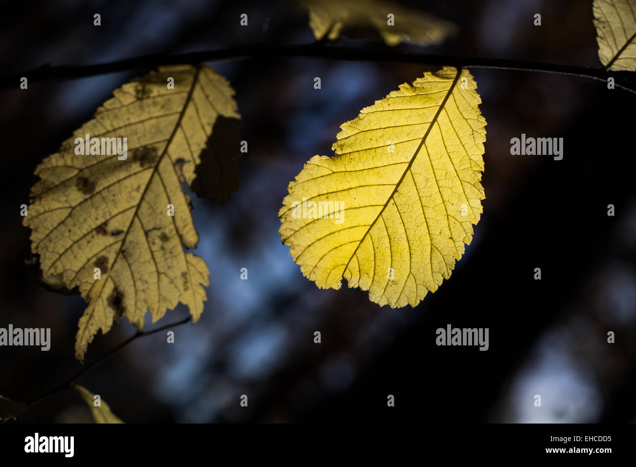 Neon Glow Leaf at Linderhof Castle - Ettal, Germany Stock Photo - Alamy