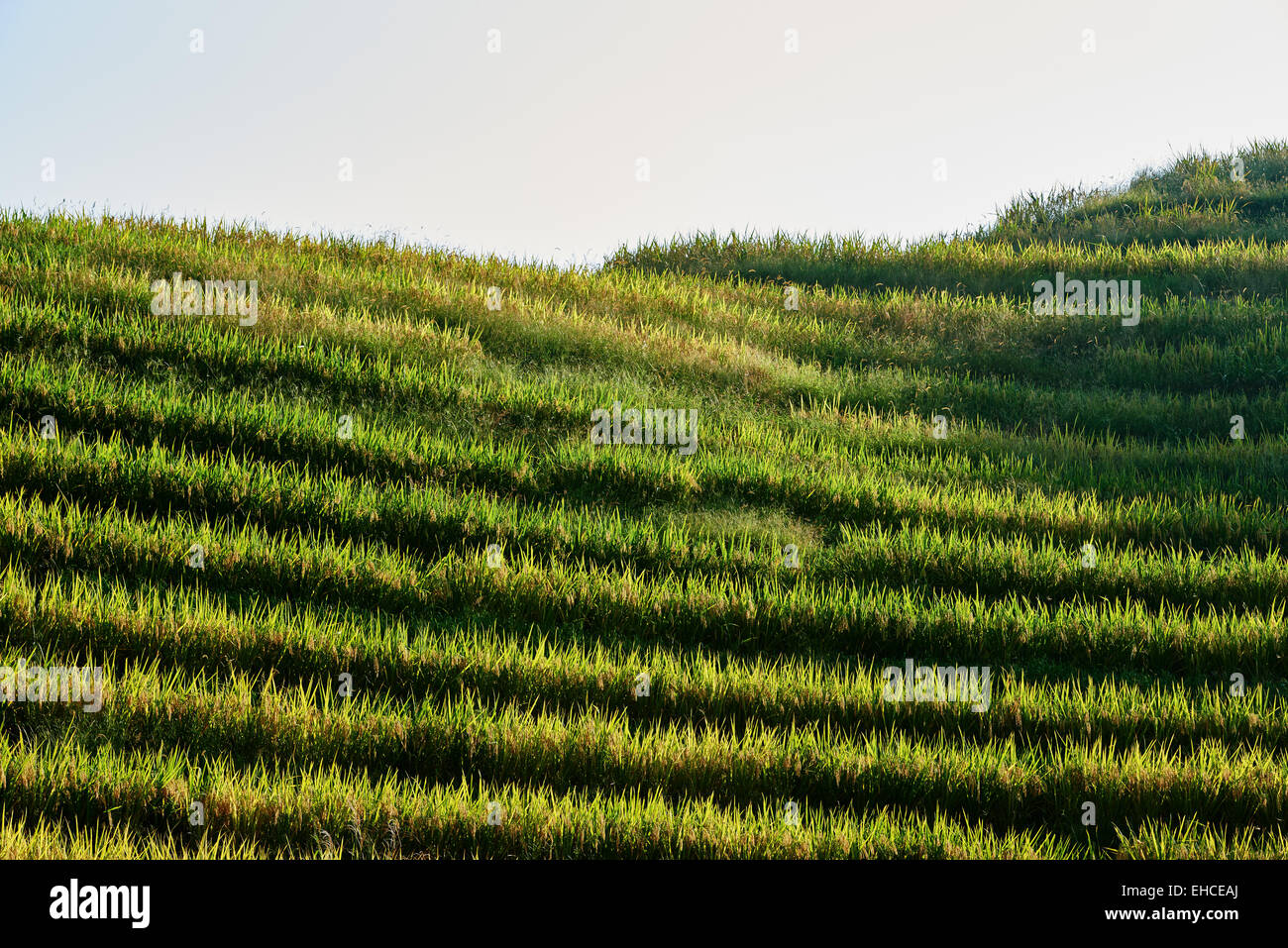 rice terraced fields of Wengjia longji Longsheng Hunan China Stock ...