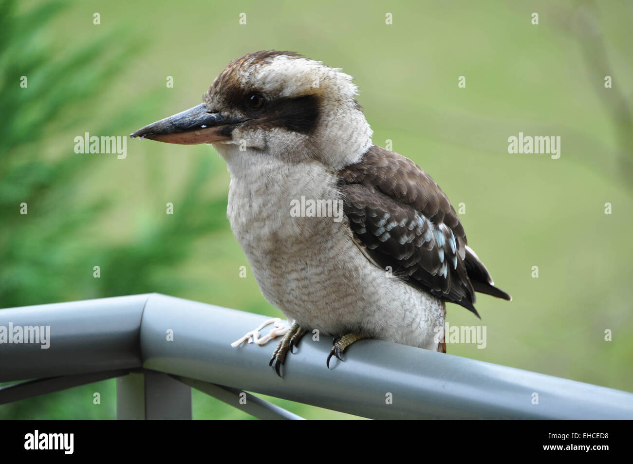 Native australian bird kookaburra hi-res stock photography and images ...