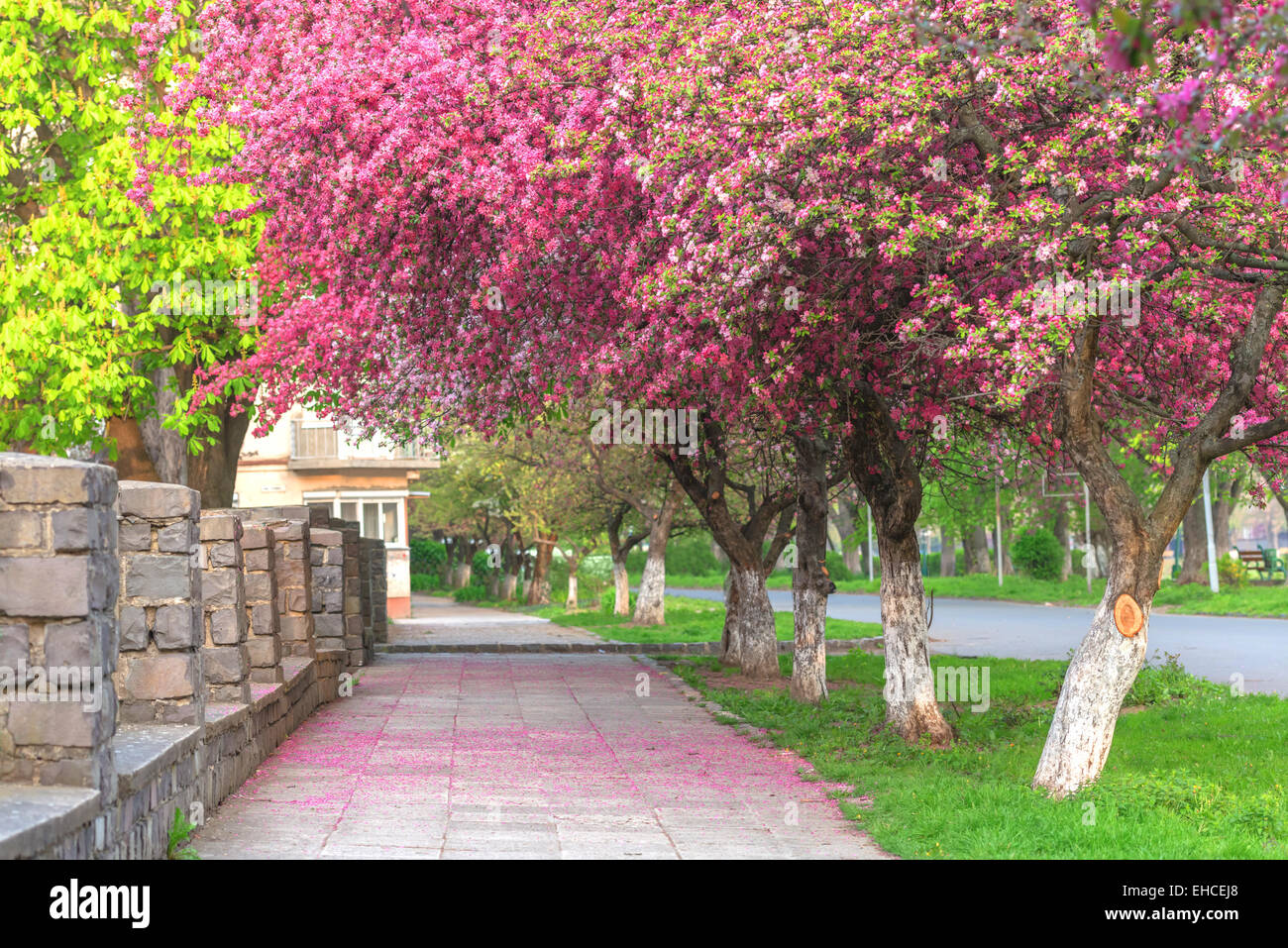 beauty sakura tree in city alley Stock Photo - Alamy