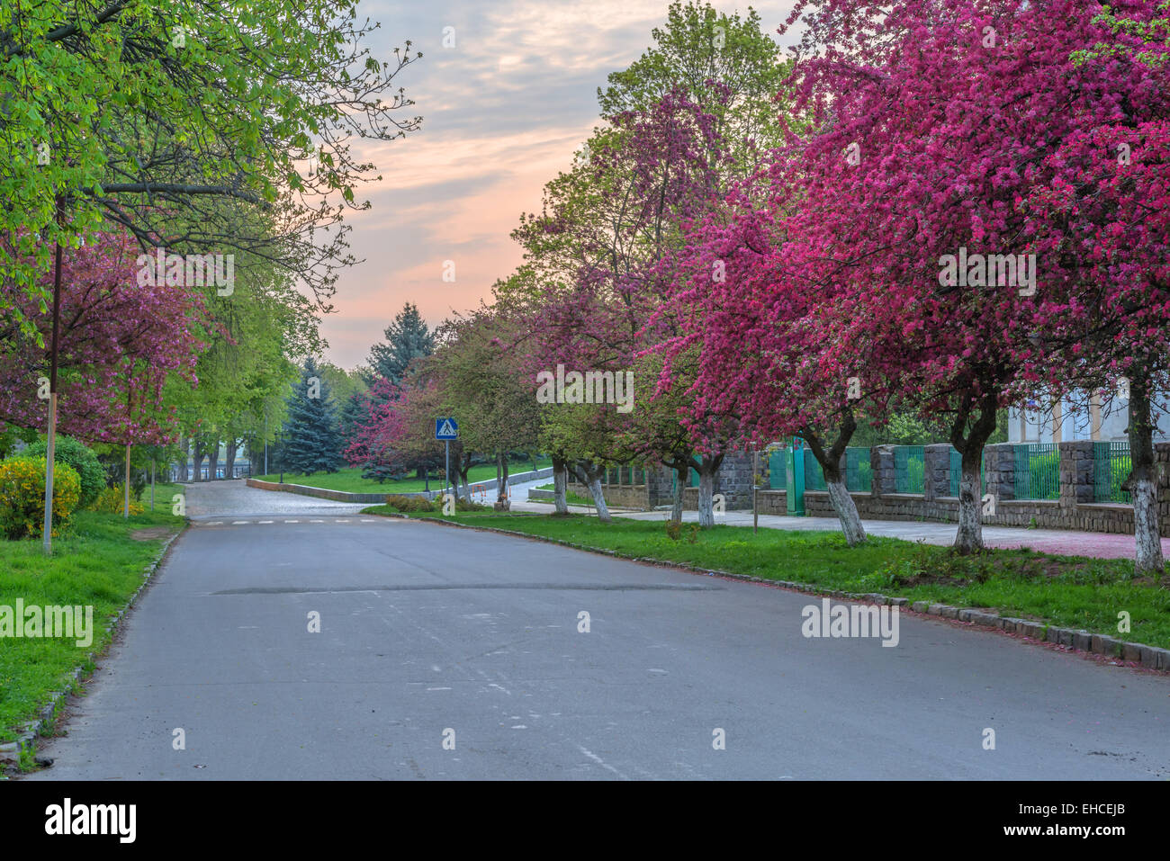 Cherry blossom sakura tree in hi-res stock photography and images - Alamy