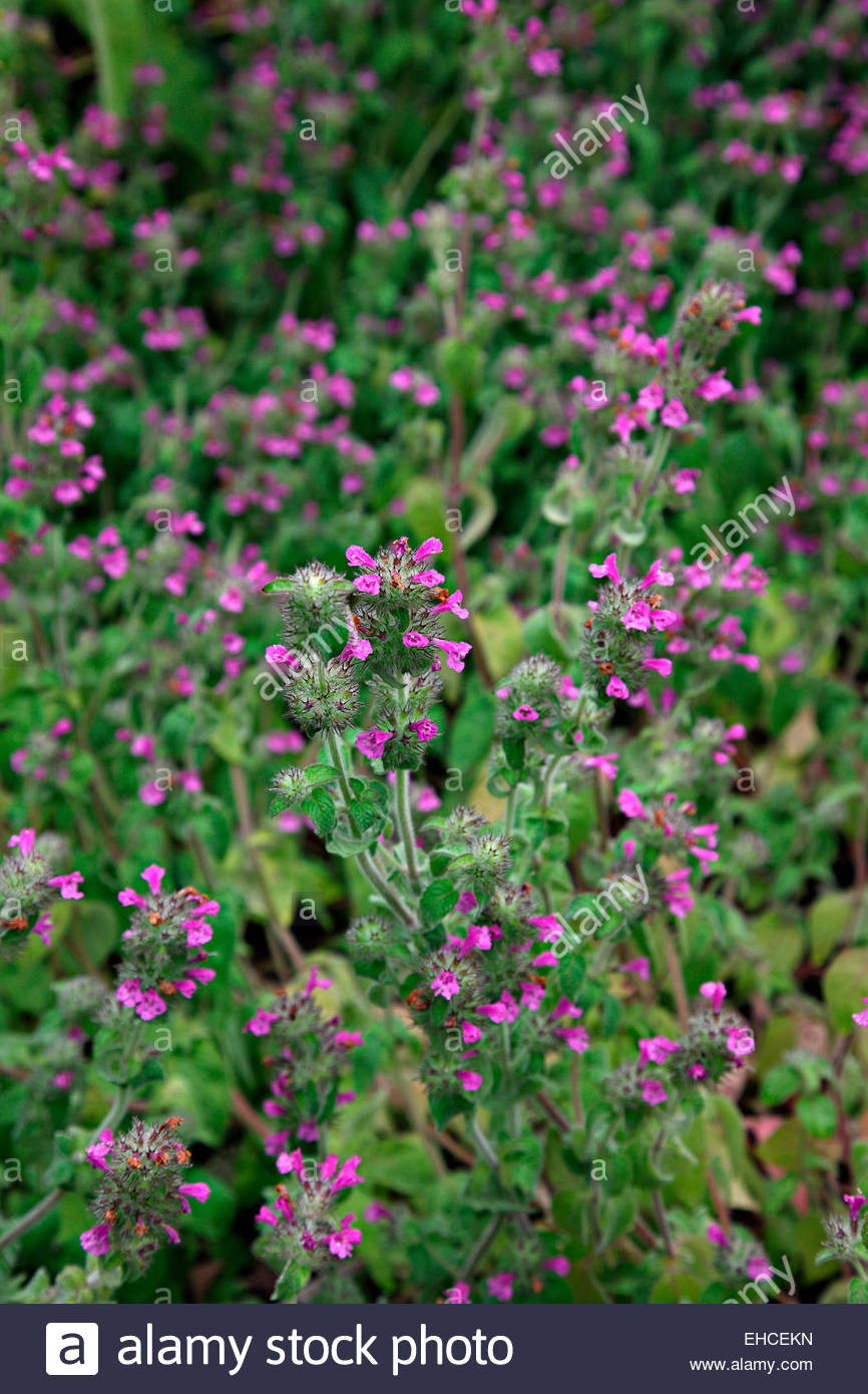 Calamintha Stock Photos & Calamintha Stock Images - Alamy