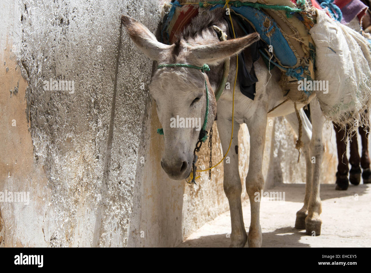 Donkey kasbah hi-res stock photography and images - Alamy