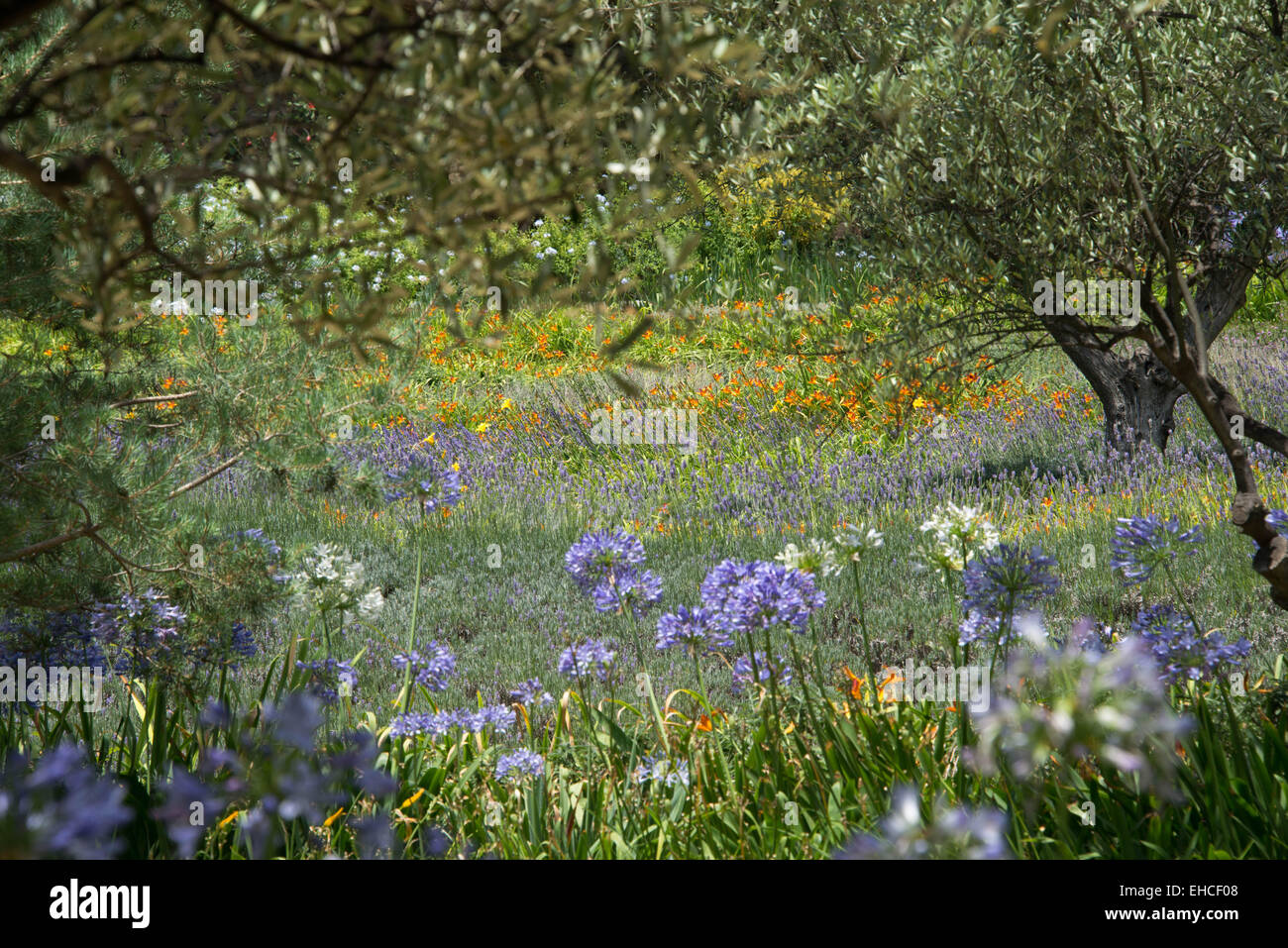 Garden park guell hi-res stock photography and images - Alamy