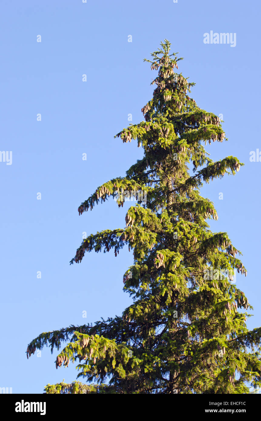old fir treetop with cones on sky background Stock Photo - Alamy