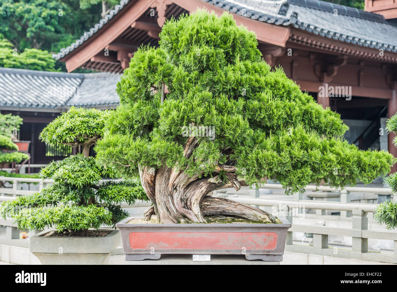 bonsai tree Chi Lin Nunnery Kowloon in Hong Kong Stock Photo - Alamy bonsai tree Chi Lin Nunnery Kowloon in Hong Kong Stock Photo - Alamy