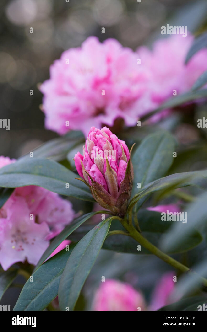 Rhododendron 'Christmas Cheer' flower Stock Photo - Alamy