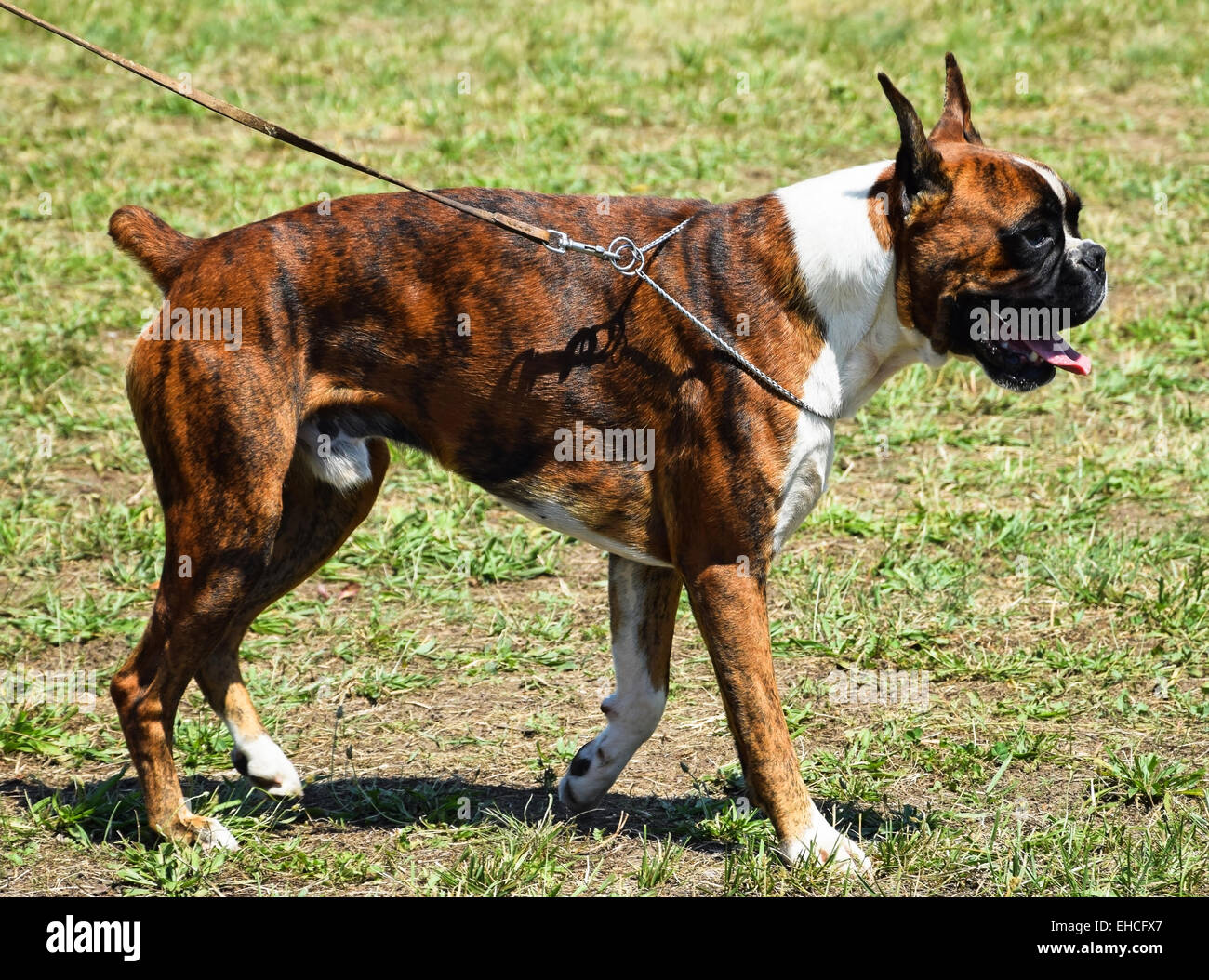 Side view young male boxer hi-res stock photography and images - Alamy