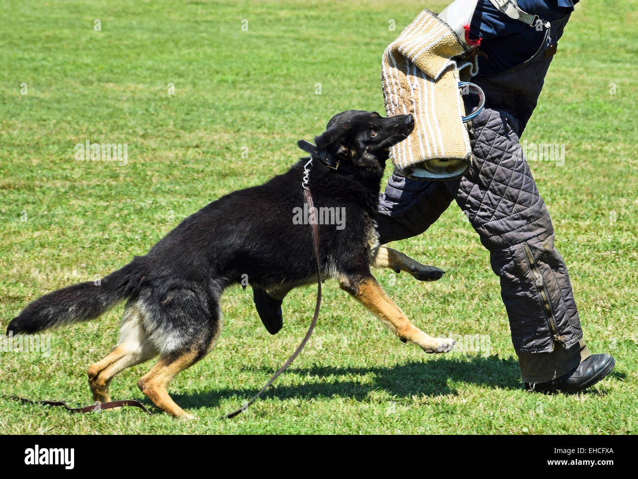 German shepherd dog in training Stock Photo - Alamy