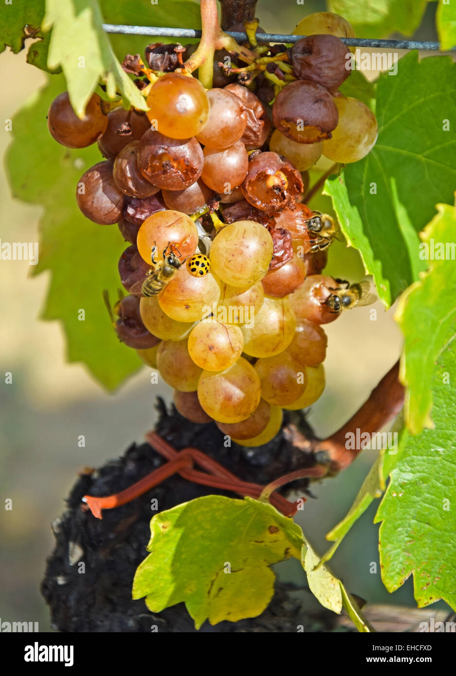 Tokay wine hi-res stock photography and images - Alamy