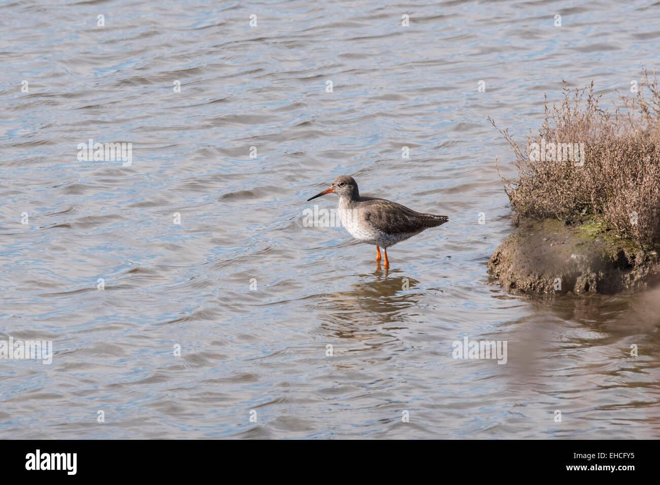 Single tree standing in water hi-res stock photography and images - Alamy