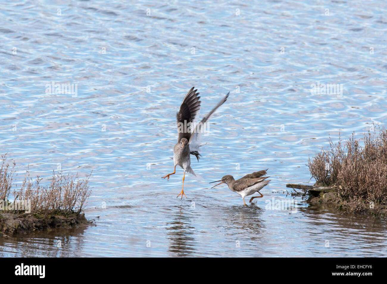 Redshanks fighting on Two Tree Island (Essex) lagoon. Two birds kept ...
